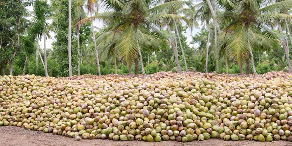 Coconut Industry in the Philippines: Actors, Interactions and Innovation